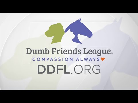 Dumb Friends League looking for adopters
