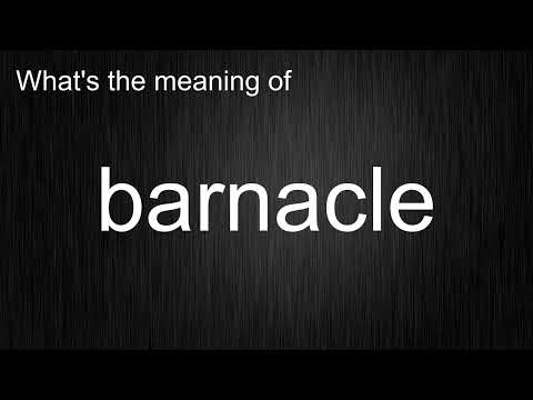 What's the meaning of "barnacle", How to pronounce barnacle?