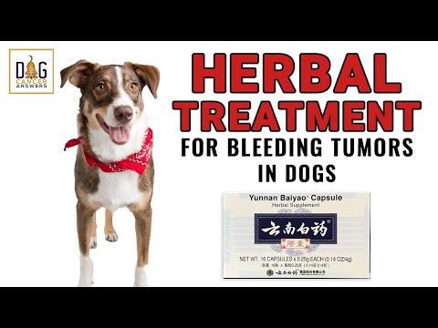 Herbal Treatment for Bleeding Tumors in Dogs │ Dr. Demian Dressler Q&A