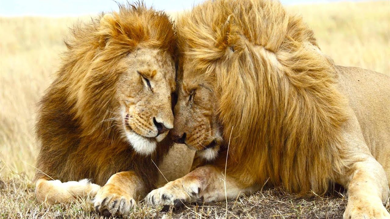 SECOND NATURE (Trailer) - Frameline48