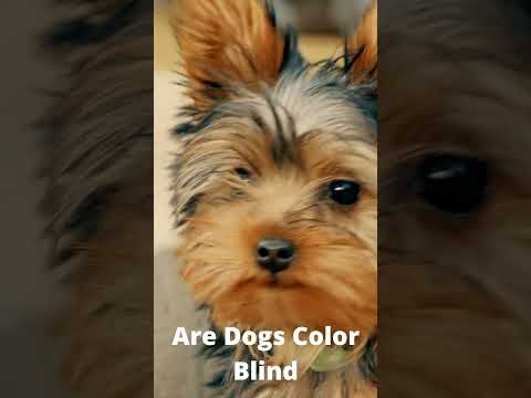 Are Dogs Color Blind