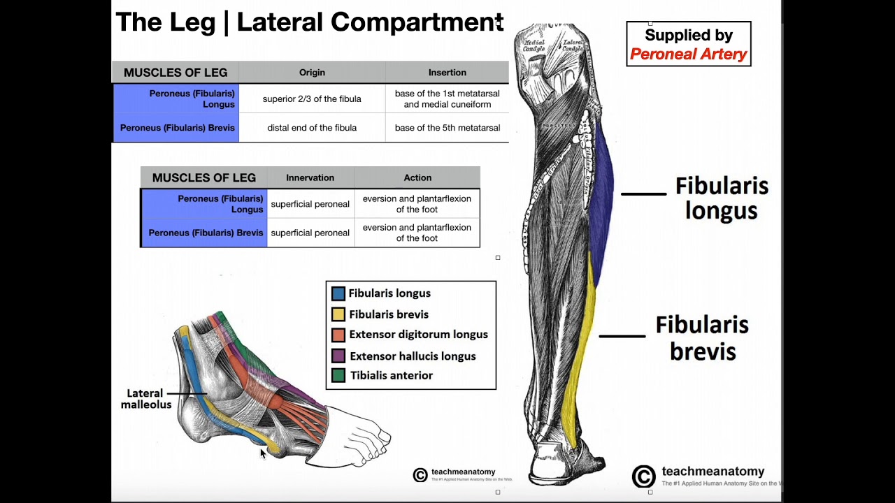 Lateral Leg Compartment | Anatomy, Origins, Insertions, & More