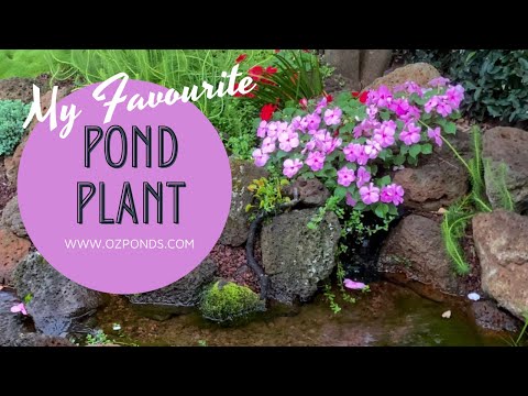 Planting the BEST Pond plant
