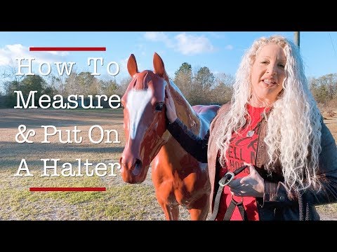 How to Measure a Horse Halter | Jeffers Equine