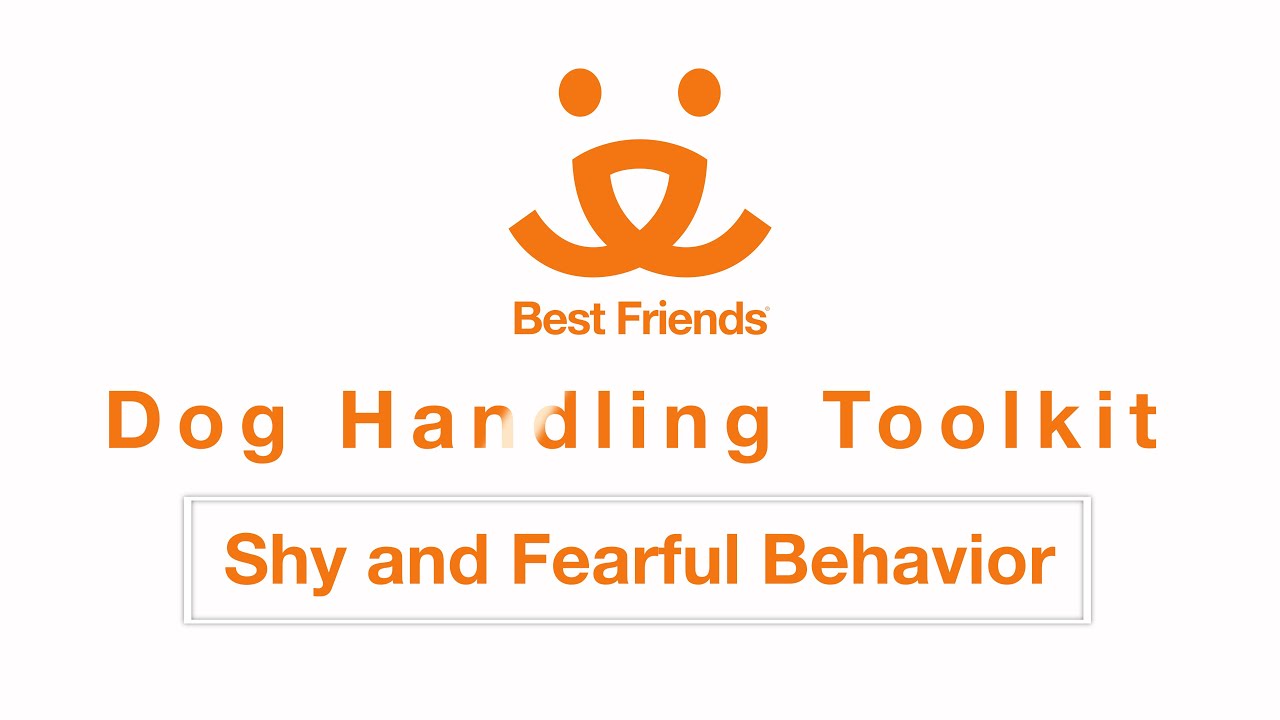 Dog handling toolkit Shy and Fearful Behavior
