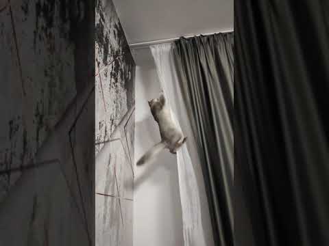 Cat army training