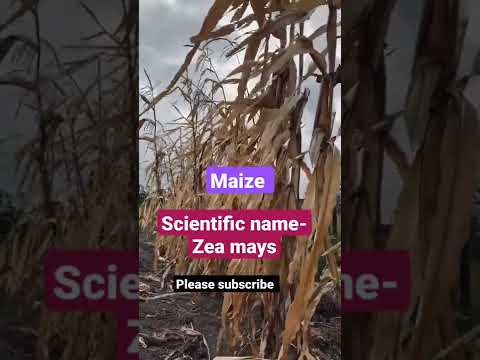 Scientific name of maize | Zea mays | Maize