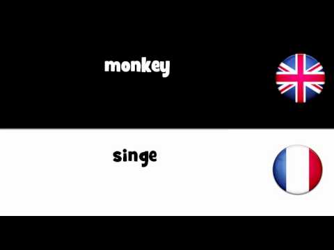 LEARN 1 FRENCH WORD = monkey