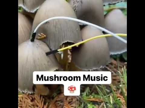 Mushroom music - Terraria meme