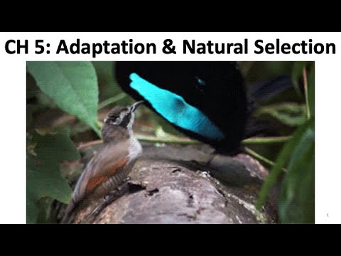BL 232: Week 3 CH 5: Adaptation and Natural Selection