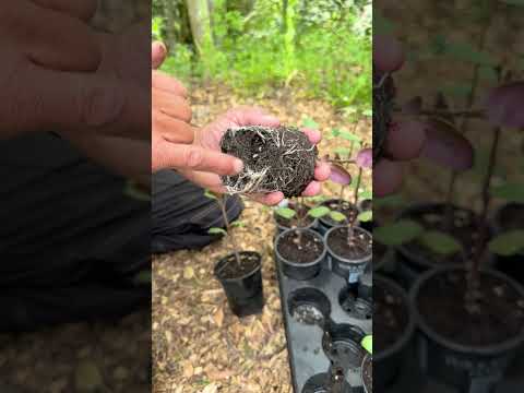 How to Deal with Ants in the Garden ???? ????