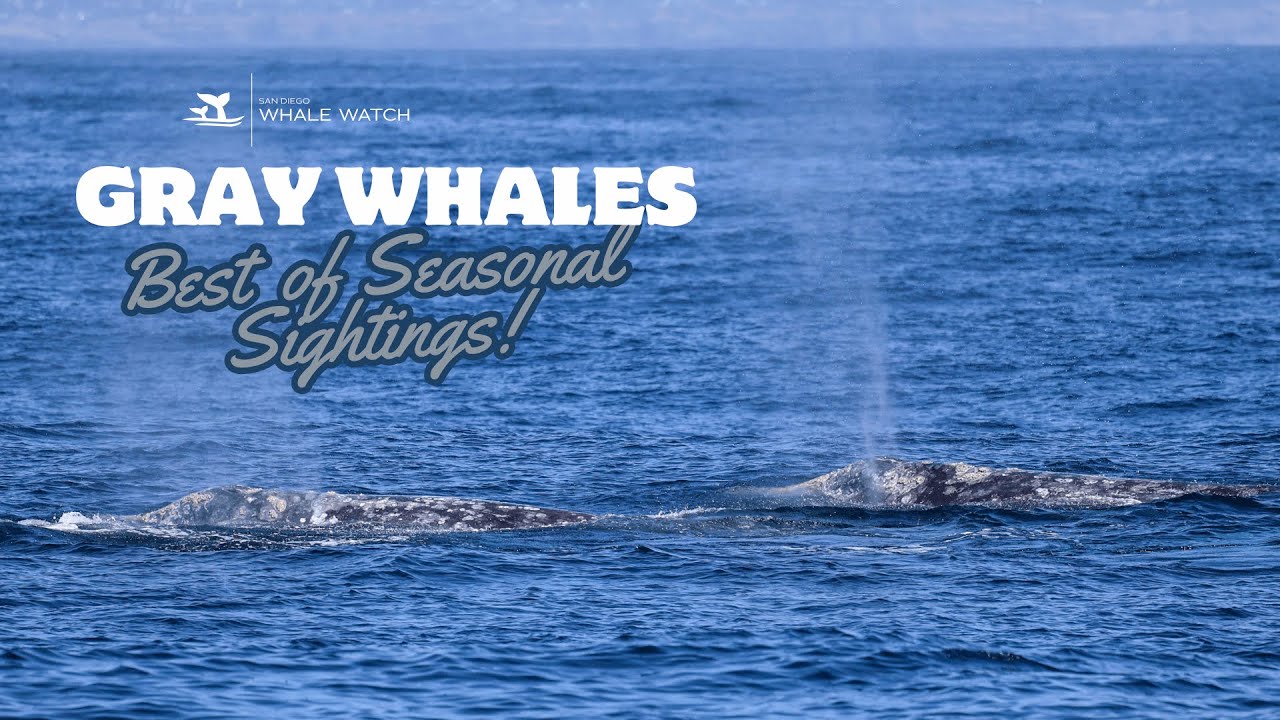 Best of Seasonal Sightings: Gray Whales - San Diego Whale Watch