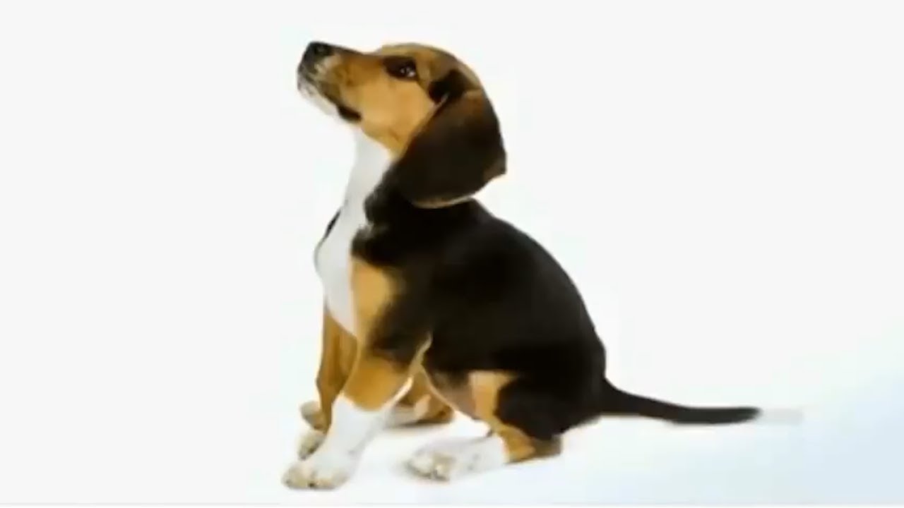 Dog Facts 101 - Beagle