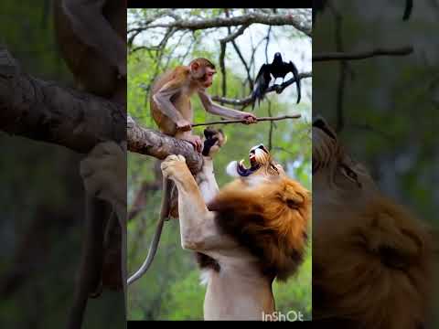 "Monkey vs Lion! 🐒🦁 A Battle of Wits!"#animals #nature #wildlife #lion #attack #monkey #shorts