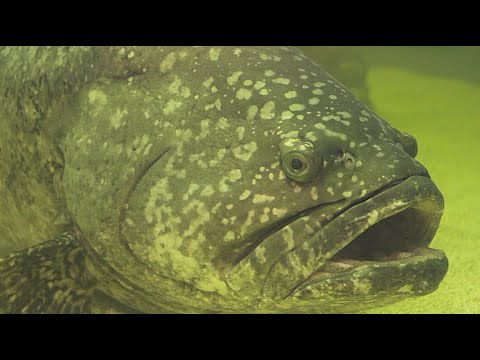 Facts: The Goliath Grouper