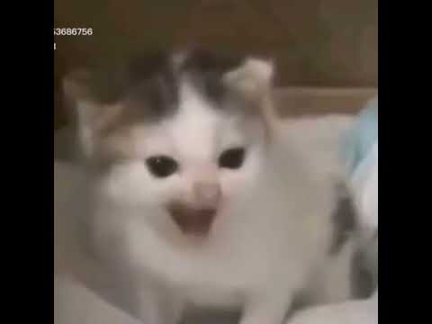 german cat speech