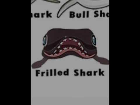 different types of shark 🦈