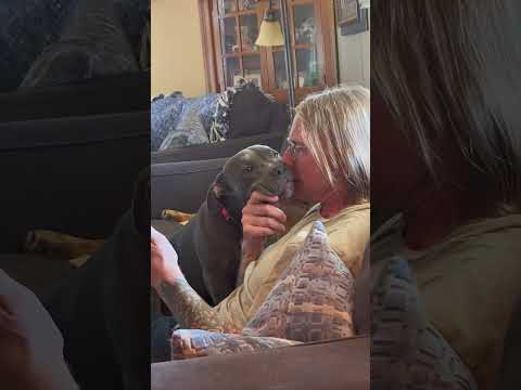 Puppy Love: Finding True Love with Our Furry Friends #puppylove #fok #pitbull