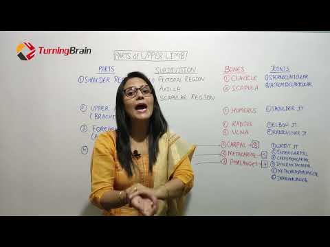 AN 8.1- HUMAN ANATOMY- PARTS/ BONES/ JOINTS OF UPPER LIMB