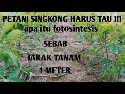 pentingnya menjaga fotosintesis pada tanaman singkong@PetaniSingkongRumbia