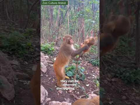 The Tough Love of Rhesus Macaque Parenting!