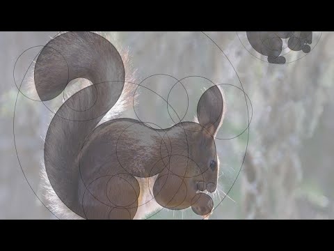 Applying Golden Ratio on a squirrel #goldenratio #ruleofthirds #squirrel #logo #graphicdesign