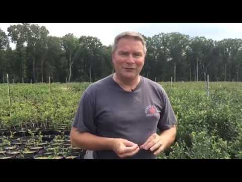 Business Lessons From A Blueberry Farmer