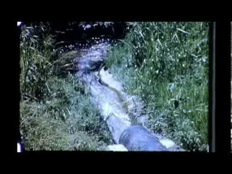Clean Waters - 1946