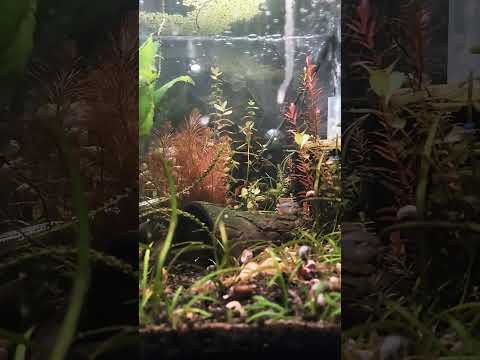 Apistogramma Agassizii Double Red coming into their colors🩵 #apistos #dwarf cichlids