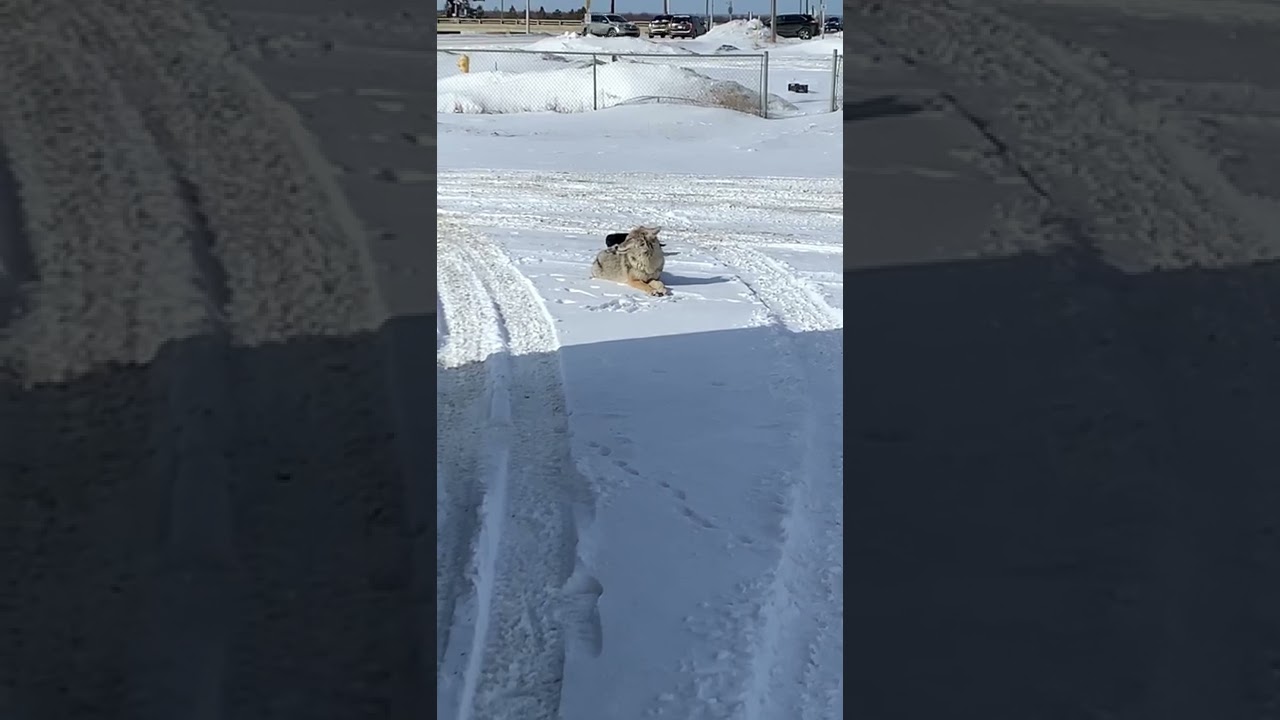 Poor murder puppy gets bullied by nasty Crow