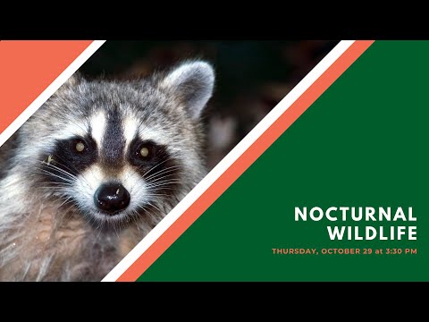 Nocturnal Wildlife
