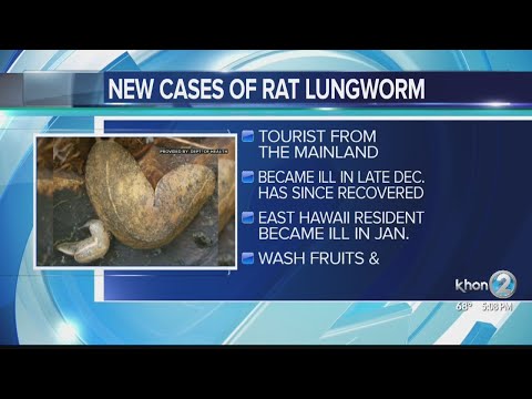 Rat lungworm 2 new cases Hawaii Island