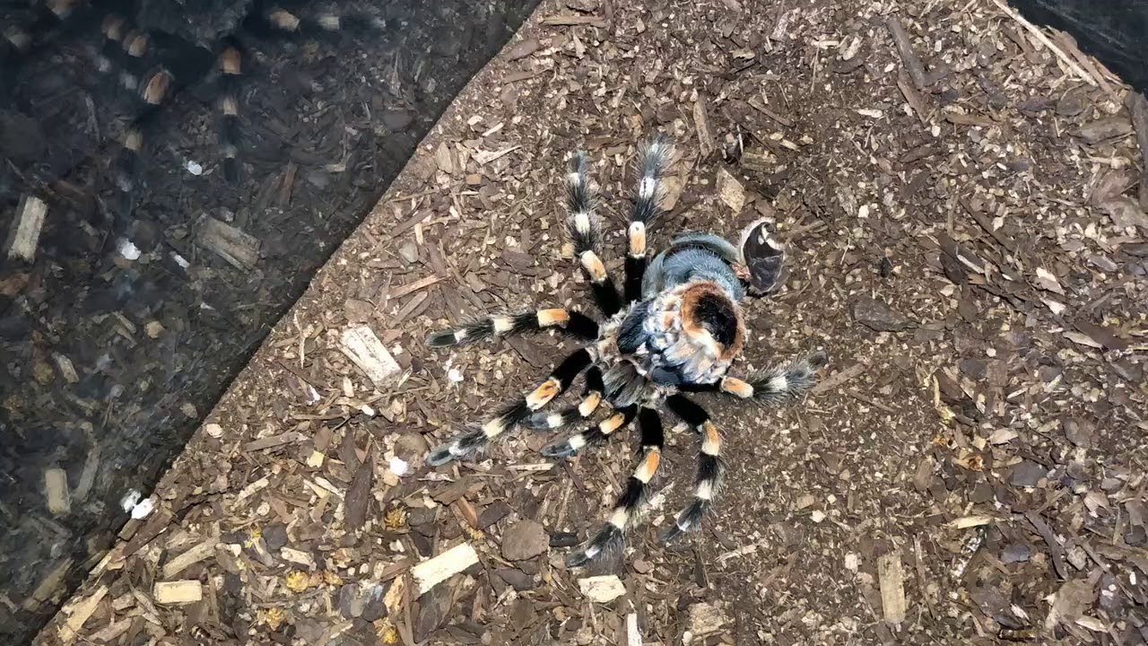 Mexican Red Knee Tarantula Molting Time-lapse || ViralHog