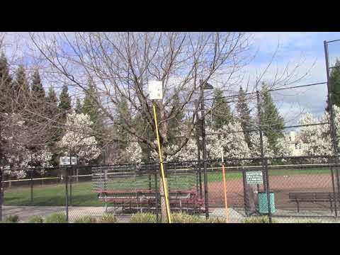 Swarm Catcher Checklist and Tips | Beekeeping365