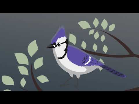 Hey Blue Jay (Spanish and English)
