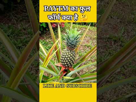 PAYTM का फुल फॉर्म क्या है |#shortsPaytm full form | Facts