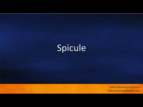 Pronunciation of the word(s) "Spicule".