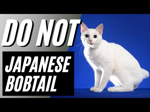 7 Reasons You Should NOT Get a Japanese Bobtail Cat