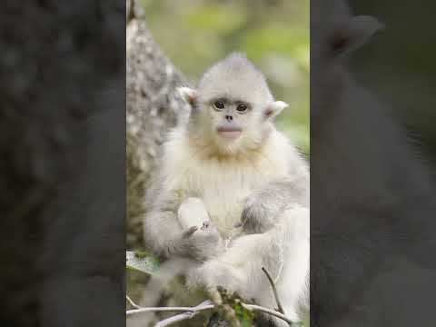 This species of monkey is so cute. #shorts #shortsfeed