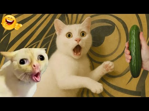 Funny videos of CATS π» and DOGS πΆ | Funny videos of ANIMALS π€£ 2025