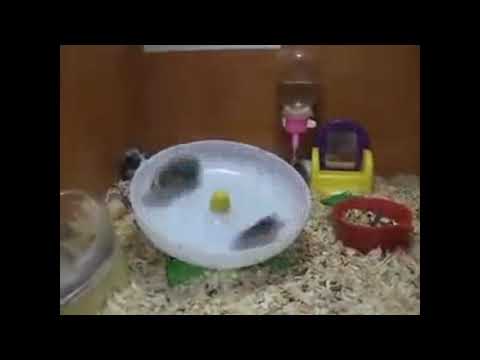 Funny Hamster Wheel Meme : Gotta Go Fast
