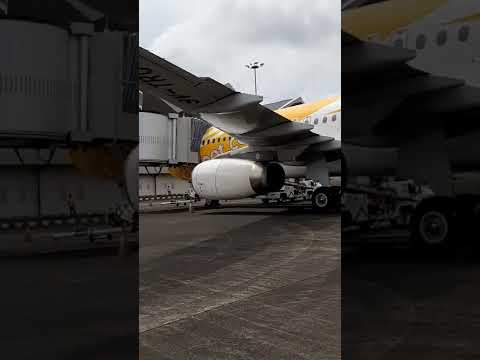 KEREN !!! PILOT BULE CEK PESAWAT SCOOT TIGER AIR SINGAPORE DI APRON MANADO AIRPORT