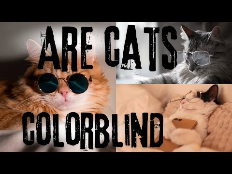 Are cats really Colorblind? #cats #cat catlover #catsfacts #catcare