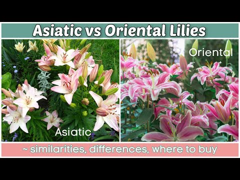 Asiatic vs Oriental Lilies What are the Differences?