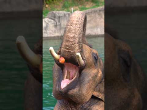 Elephant Sounds ( Elephant eating an apple ) 🖤