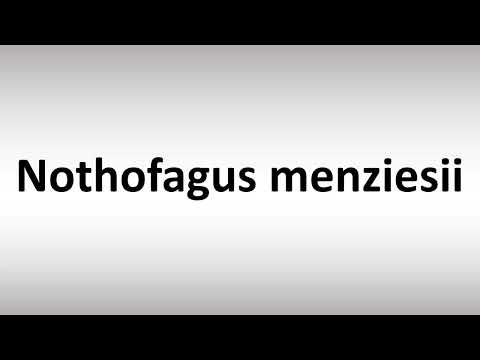 How to Pronounce Nothofagus menziesii