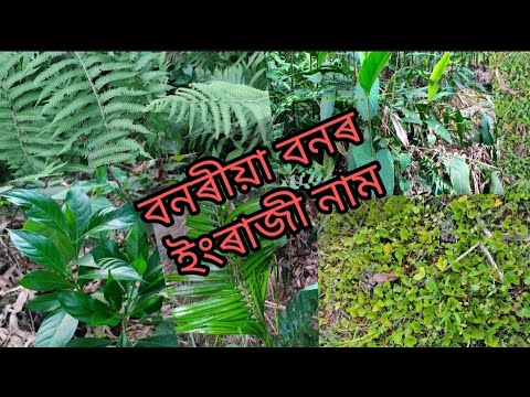 English tittles of juggle Plants।।বনৰীয়া বনৰ ইংৰাজী নাম।।Abhijit Narah