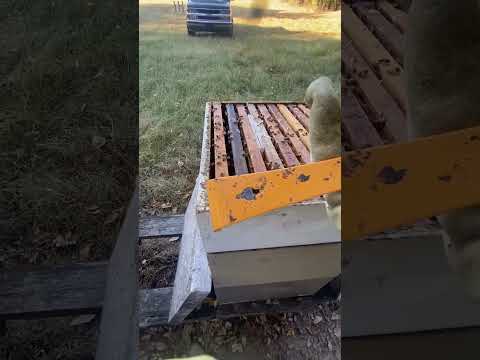 Pry Bar Hive Tool