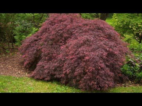 TAMUKEYAMA JAPANESE MAPLE - JAPANESE MAPLES EPISODE 22