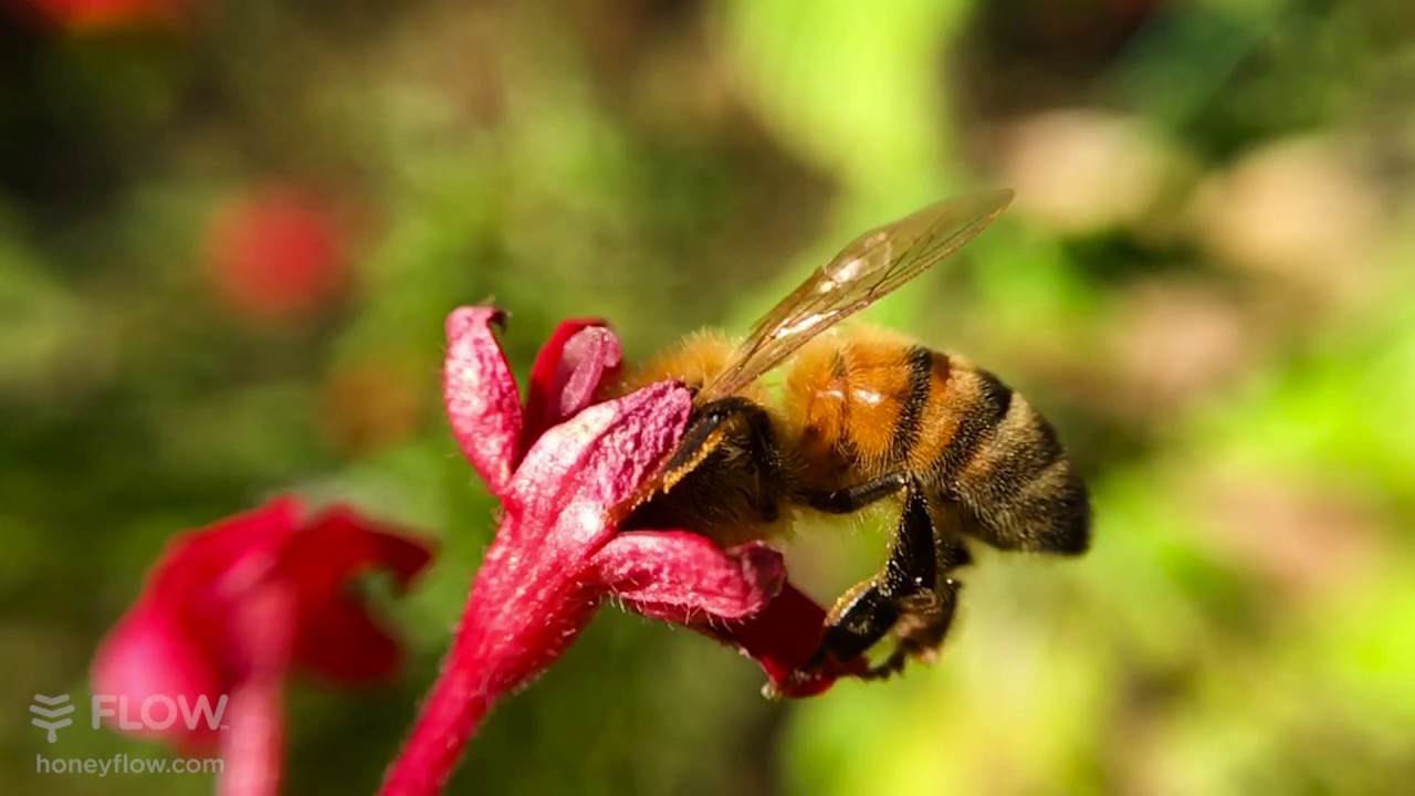 Spring bees - slow motion